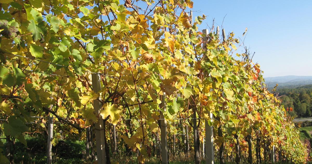 Jesenska gnojidba vinograda - Poljoprivredni portal