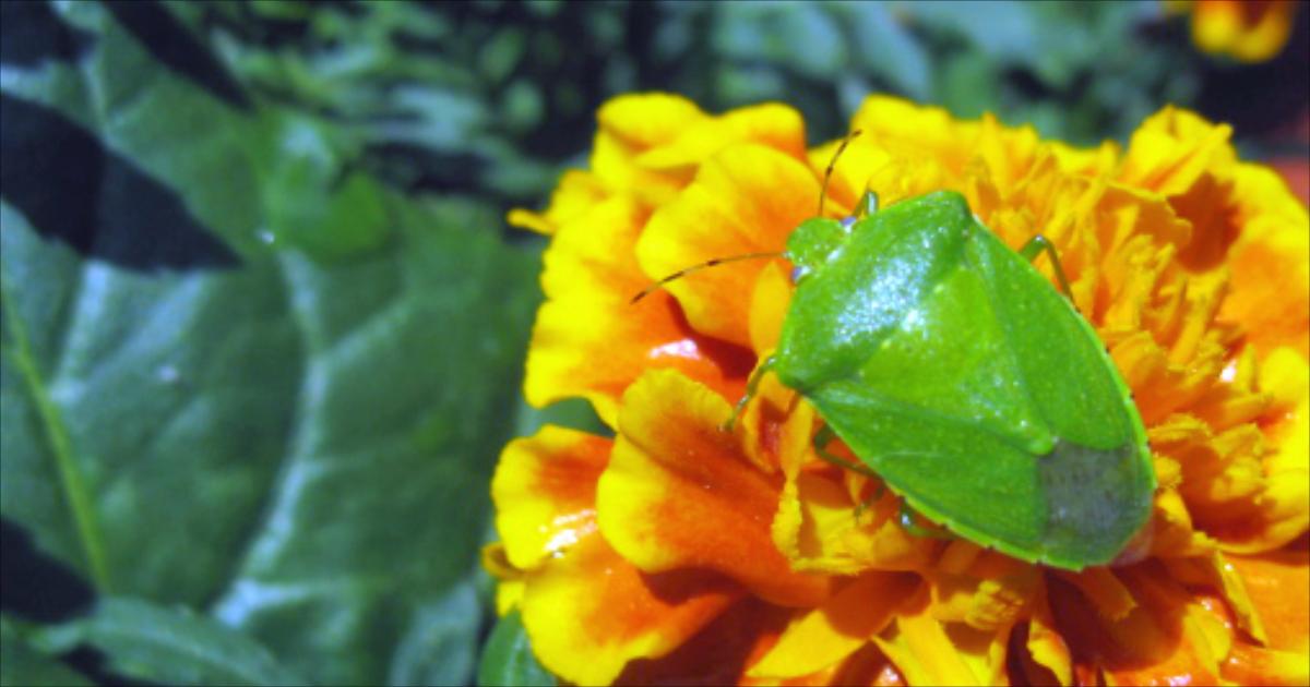 Zelena stjenica - štetnik voća i povrća - Poljoprivredni portal