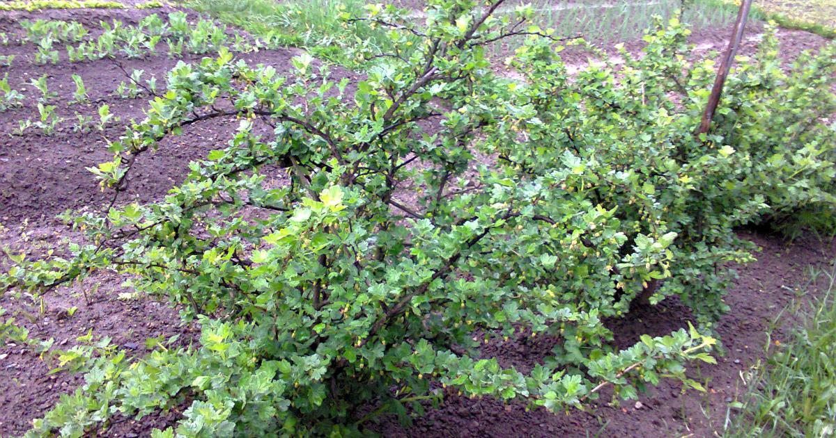 Rezidba ogrozda i ribiza - Poljoprivredni portal