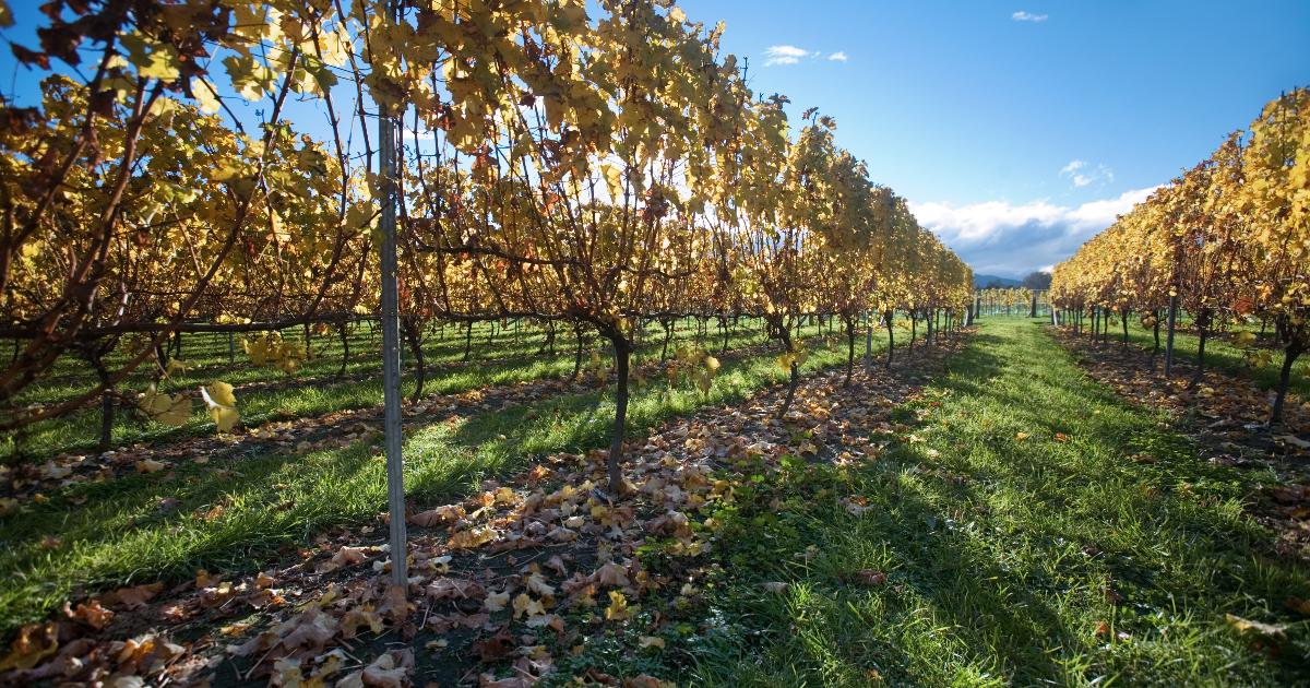 Jesenska obrada tla u vinogradu - Poljoprivredni portal